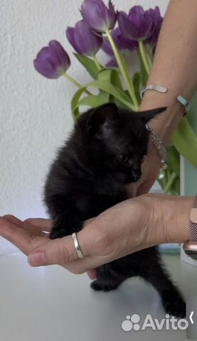 Бомбейские котята