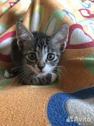Кошка