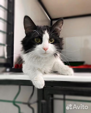 Котик в добрые руки