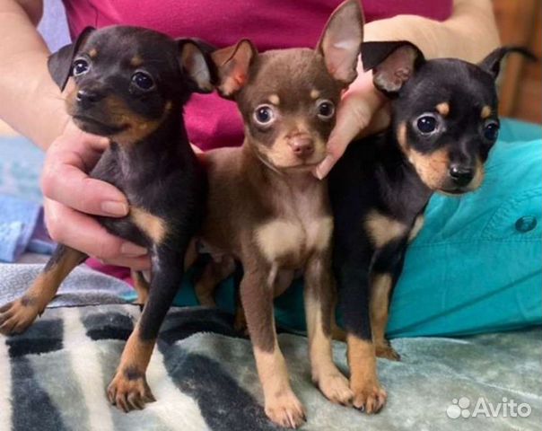 Мини той-терьер щенки