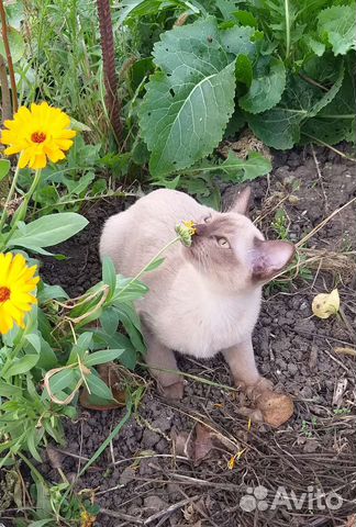 Кошечка шоколадка с документами