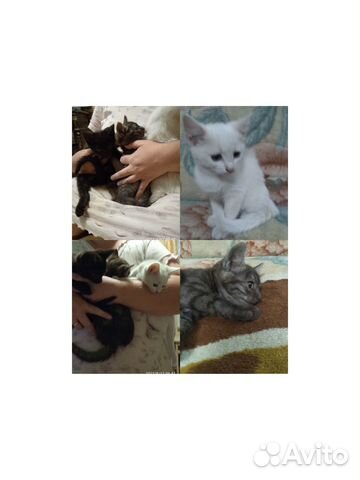 Котята мышеловы в дар