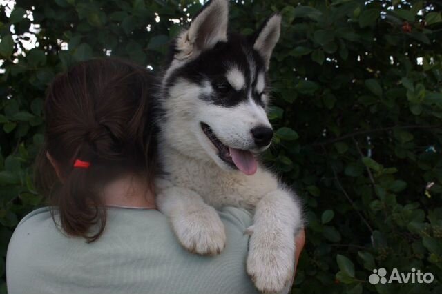 Красивый мальчик сибирский хаски щенок