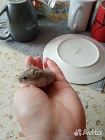 Отдам джунгариков