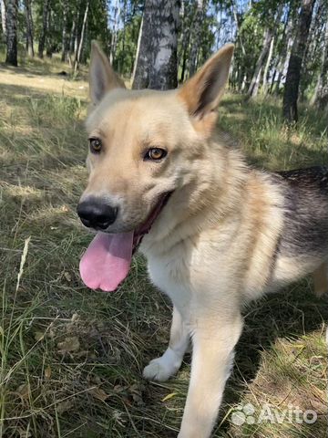 Спасите Джокера, подарите ему дом