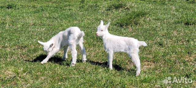 Продам кзлят