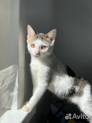 Котенок Мирон