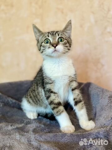 Котенок Мартин