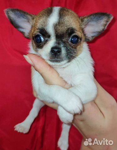 Щенки чихуахуа мини девочка