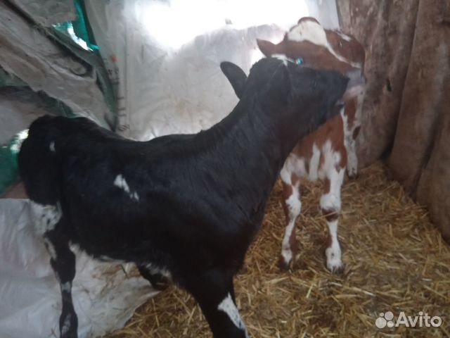 Телята телочки