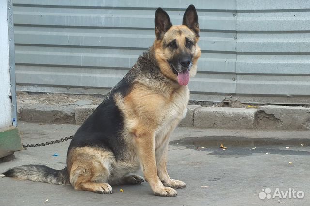 Герда - друг и охранник