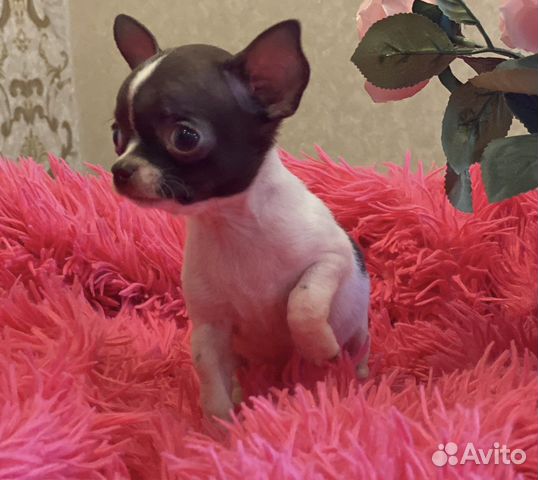 Мини девочка чихуахуа