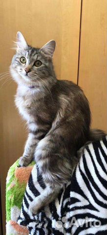 Кошечка Курильский бобтейл