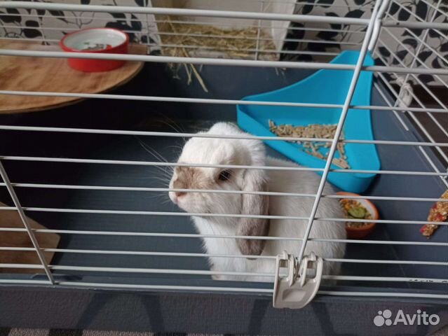 Декоративные кролики в добрые руки