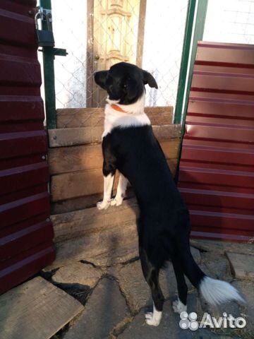 Собака-идеальный друг отдам в добрые руки