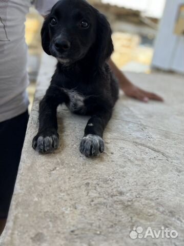 Собака 2,5 мес