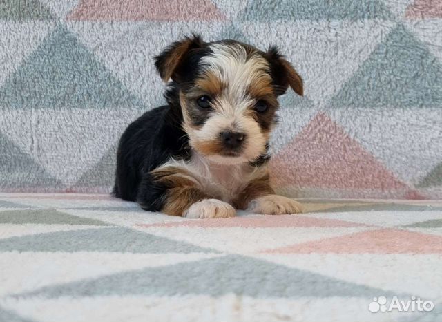 Бивер и два йорка