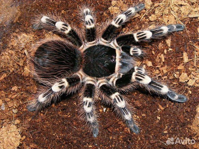 Пауки птицееды Acanthoscurria geniculata