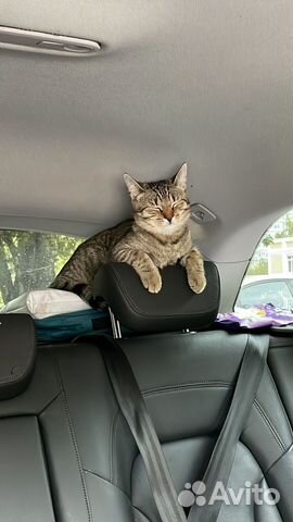 Потерялся котенок