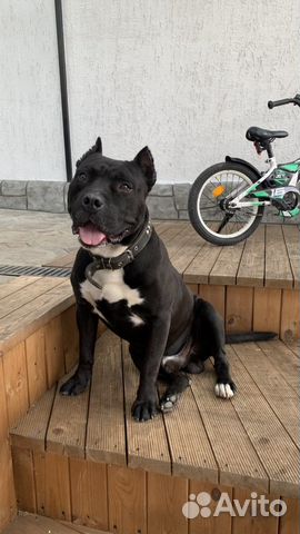 Собака для вязки Американский стафоршидский терьер