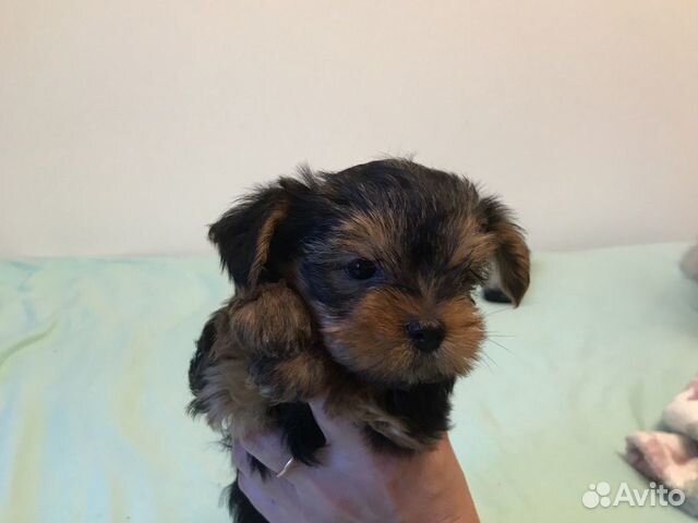 Йоркширский терьер