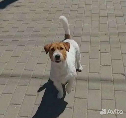 Джек рассел мальчик