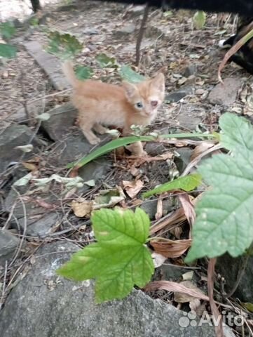 Котенок мальчик бесплатно спасите