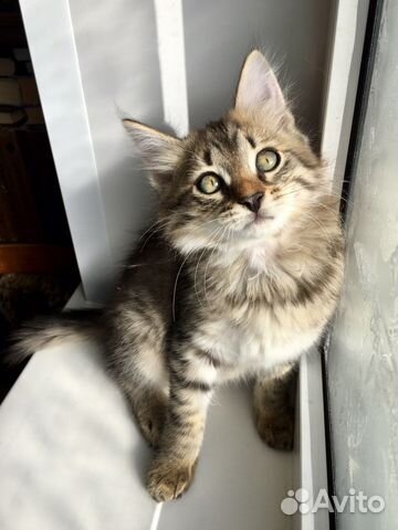 Сибирские котята