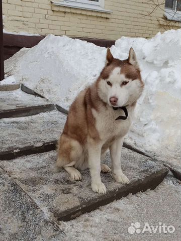 Сибирский хаски потеряшка