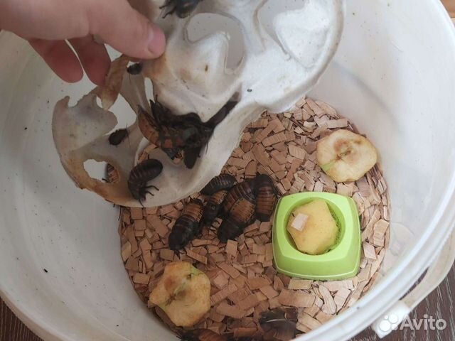Мадагаскарские тараканы