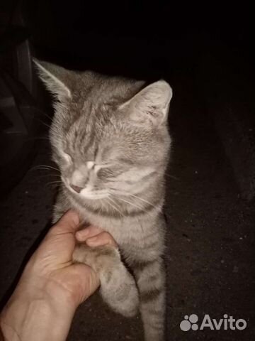 Чей потеряшка