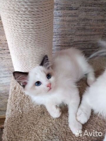 Котята регдолл