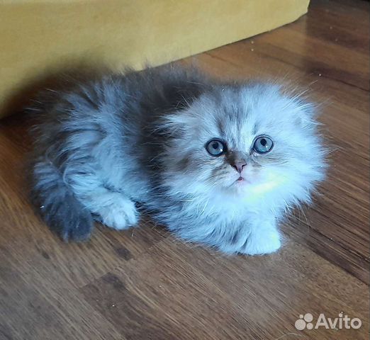 Шотландские котята