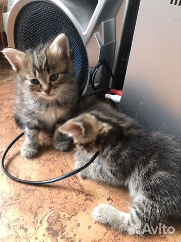 Котята в добрые руки
