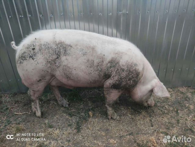 Хряк кб+Пьетрен