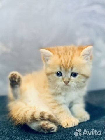 Британский короткошёрстный золотый котик