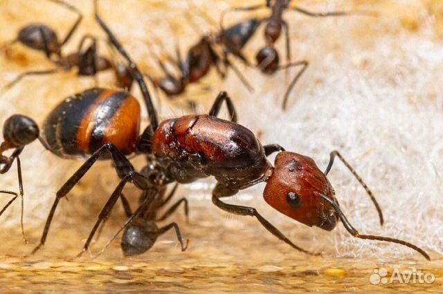 Муравьи Camponotus Nicobarensis для муравьиной