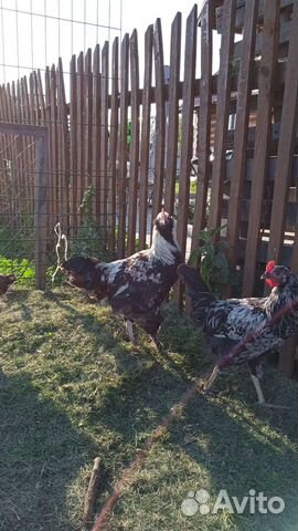 Петух лососевый фавероль