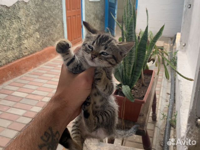 Кошка веслоухая