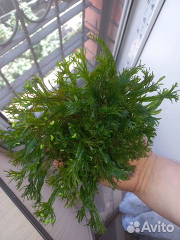 Прополка большие кусты