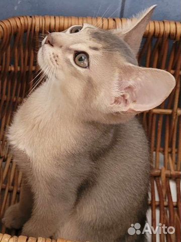 Абиссинская кошечка