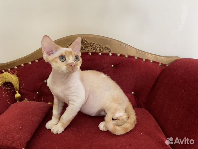 Девон-рекс котик Антуан