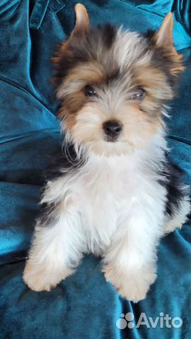 Джентельмен -бивер