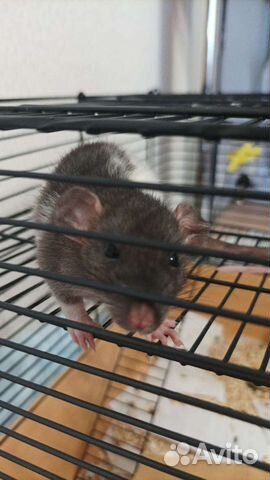 Крыса дамбо