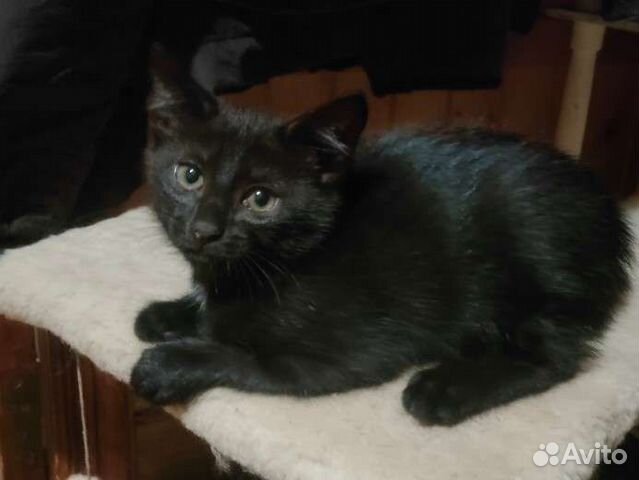 Котята выросшие в доме с собаками