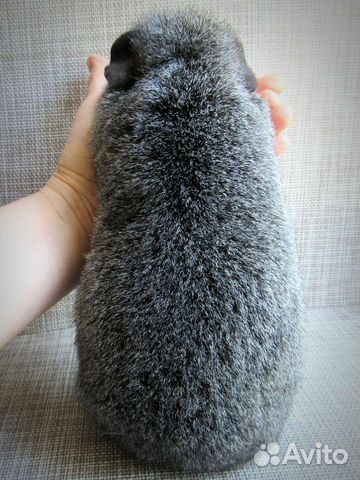 Морская свинка тедди