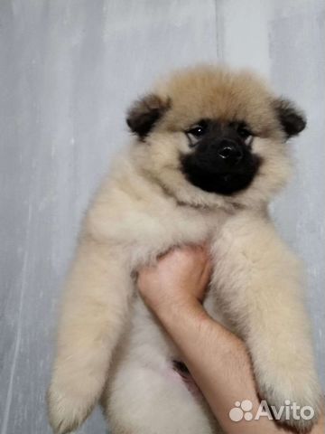 Шпиц. кеесхонд немецкий вольф шпиц