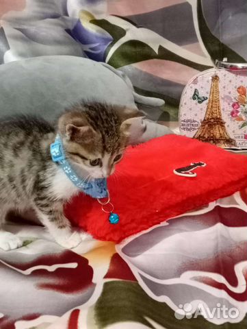 Маленькая Мими ищет дом