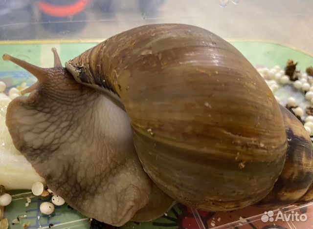 Улитки ахатины малыши
