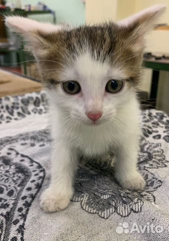 Трехцветный котенок мальчик